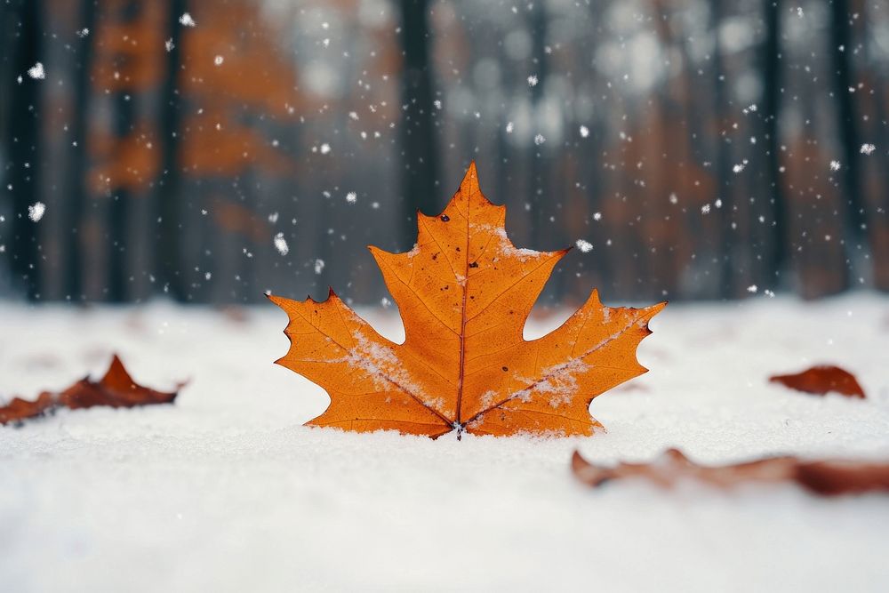 Orange maple leaf drop autumn | Free Photo - rawpixel