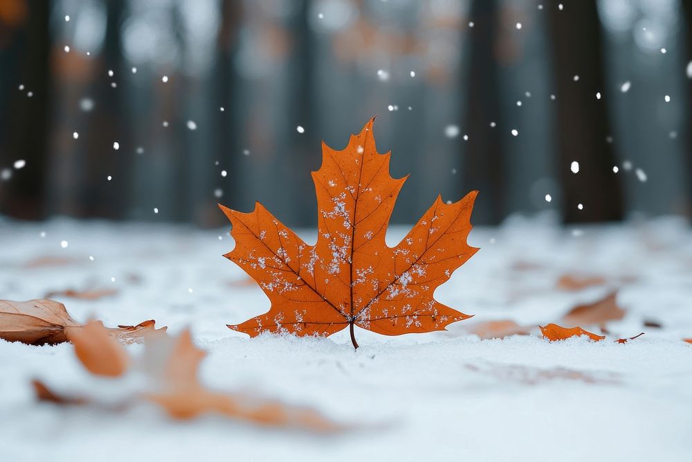 Orange maple leaf drop forest | Free Photo - rawpixel