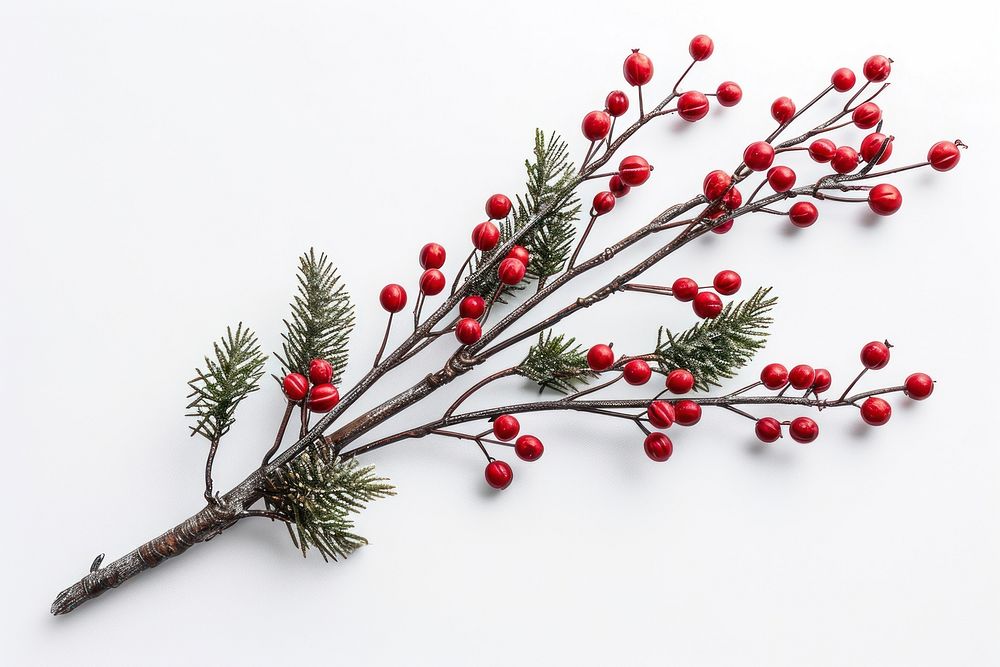 Christmas branch plant fruit tree. | Free Photo - rawpixel