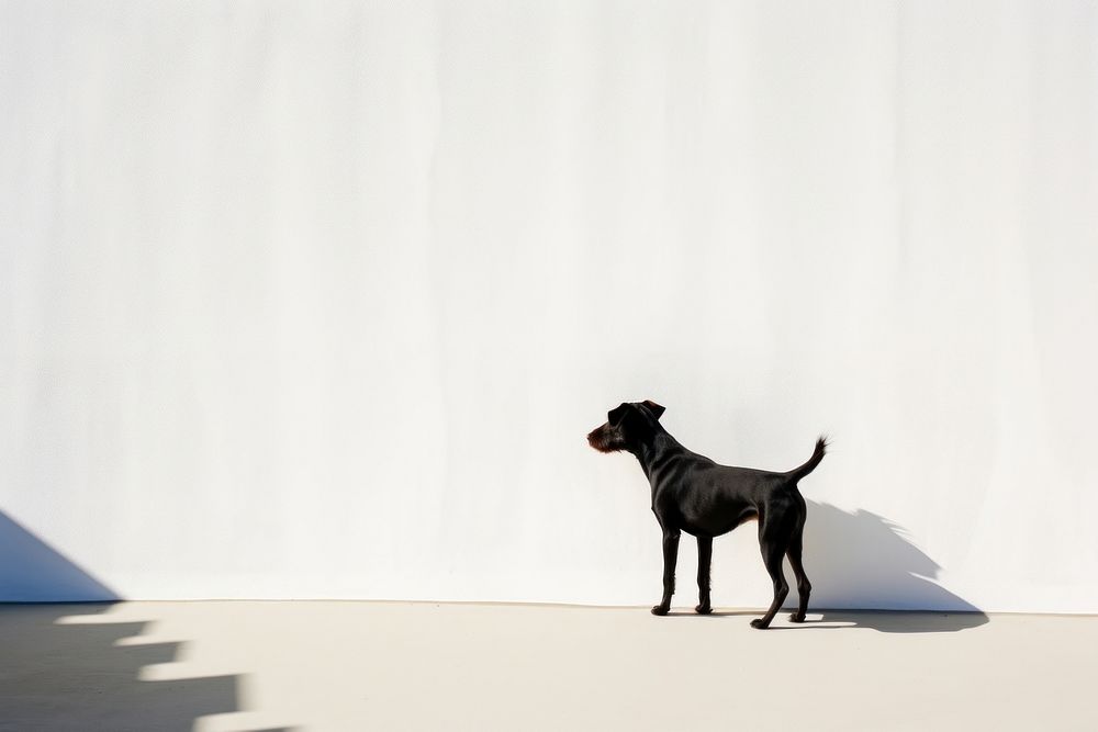 Jack russell wall architecture animal. | Free Photo - rawpixel