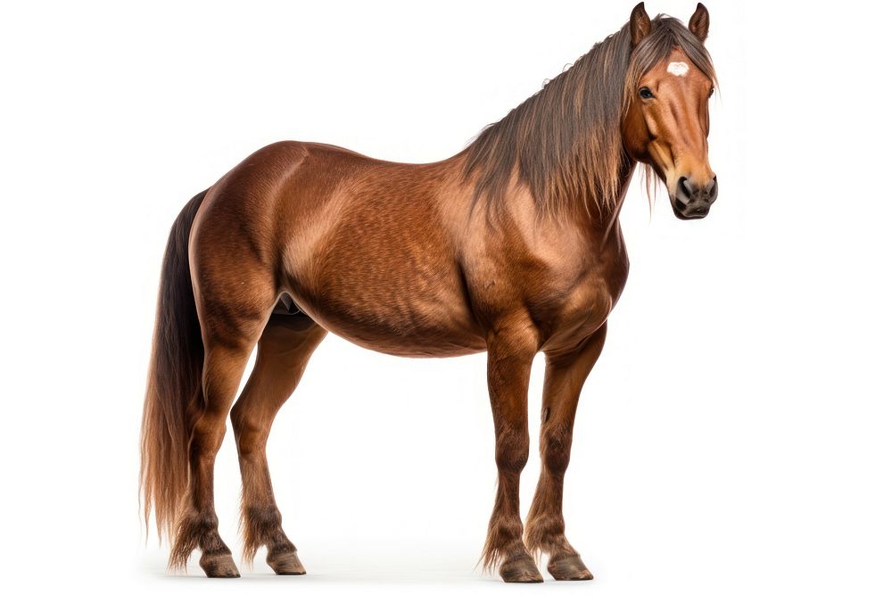 Colorado Ranger horse stallion mammal | Premium Photo - rawpixel