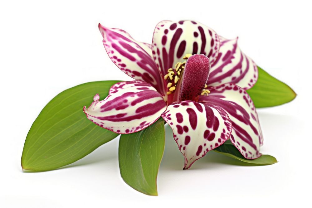 Japanese Toad Lily lily flower | Free Photo - rawpixel