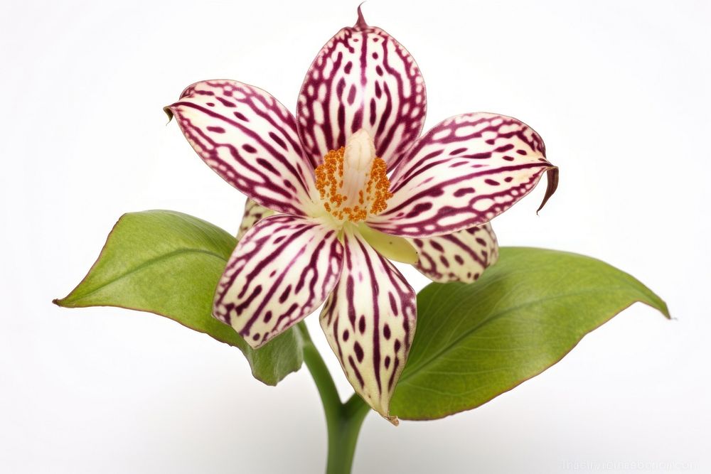 Japanese Toad Lily lily flower | Free Photo - rawpixel