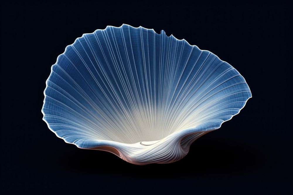 Shell shell blue clam. | Free Photo Illustration - rawpixel