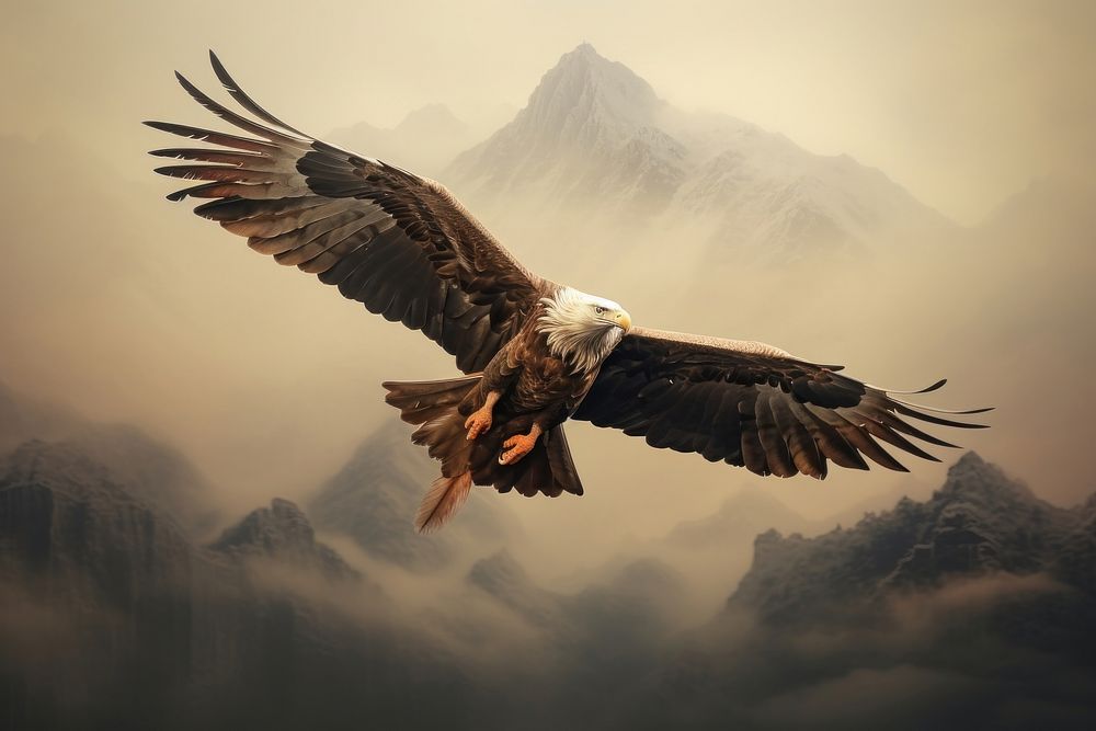 Eagle chinese Style vulture animal | Free Photo - rawpixel