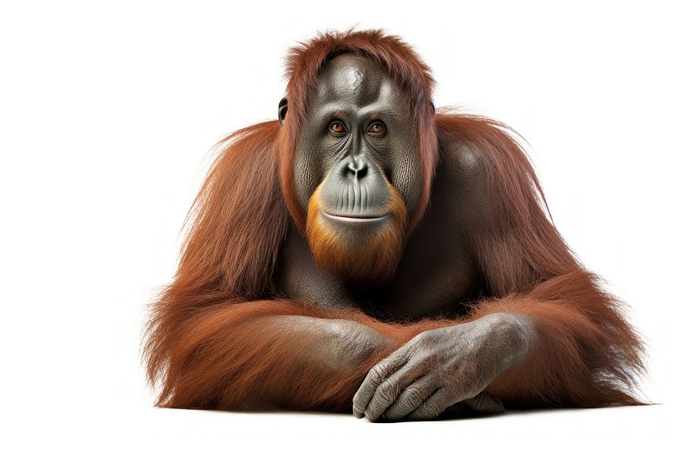 Orangutan wildlife mammal monkey. | Free Photo - rawpixel