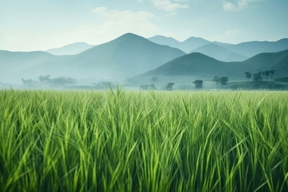 Rice field chinese Style landscape | Premium Photo - rawpixel