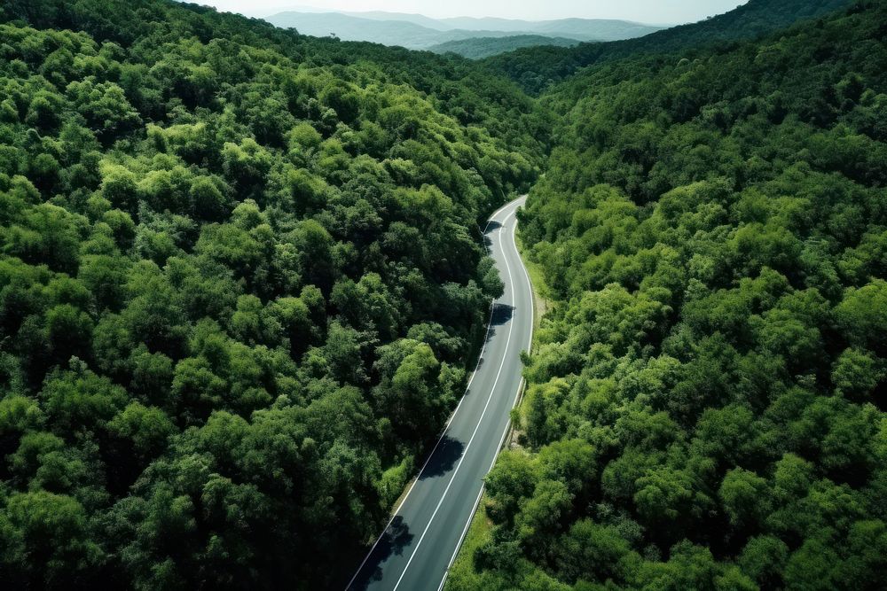 Road and trees forest vegetation | Premium Photo - rawpixel