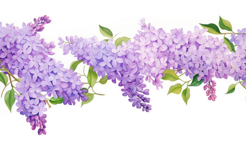 Lilac border blossom flower plant. | Free Photo Illustration - rawpixel