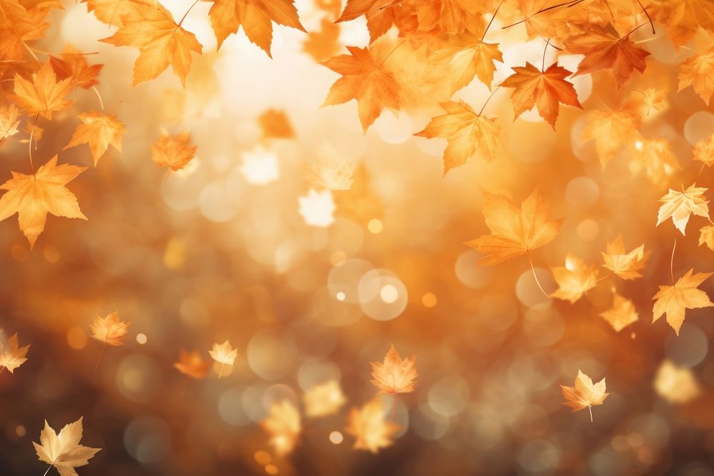 Autumn Maple Leaves Pattern Bokeh Effect Background Images | Free ...