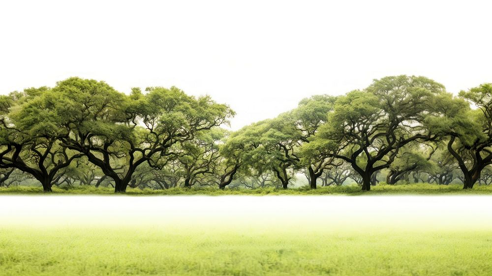 Oak forest landscape nature outdoors. | Premium Photo - rawpixel