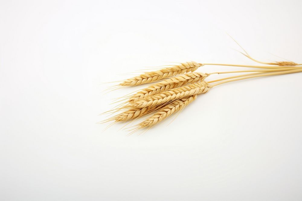 Wheat food white background agriculture. | Premium Photo - rawpixel