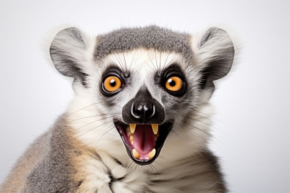 Smiling lemur wildlife animal mammal. | Free Photo - rawpixel