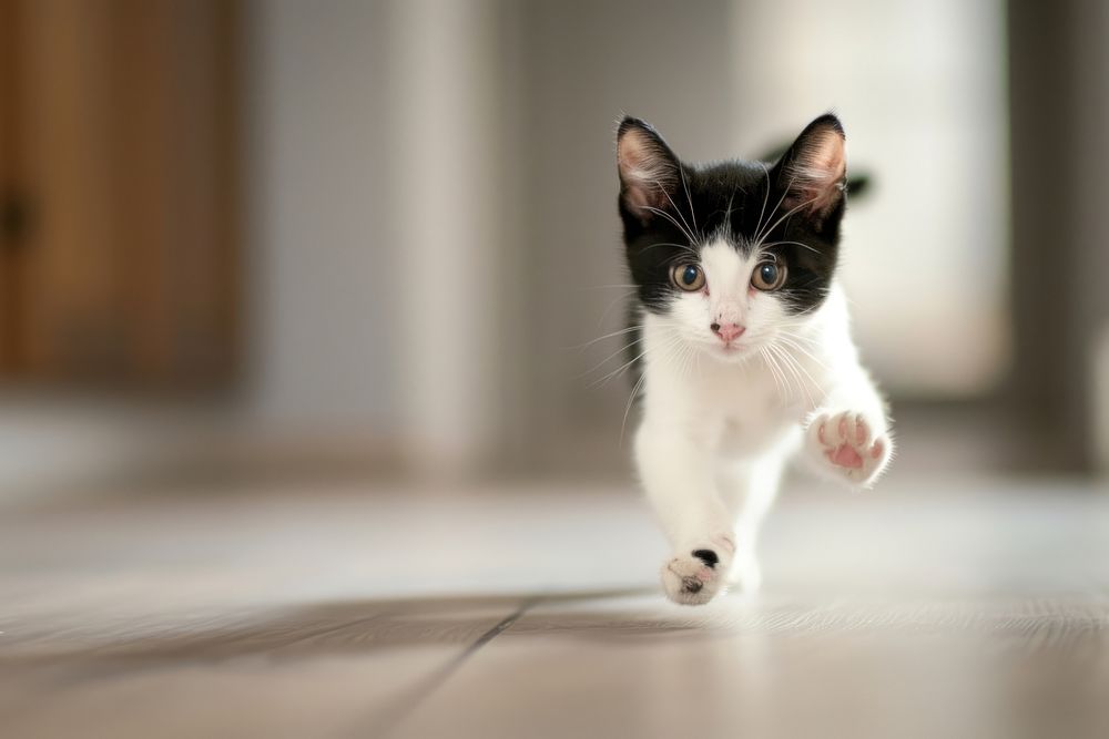 Cat running animal mammal. | Premium Photo - rawpixel