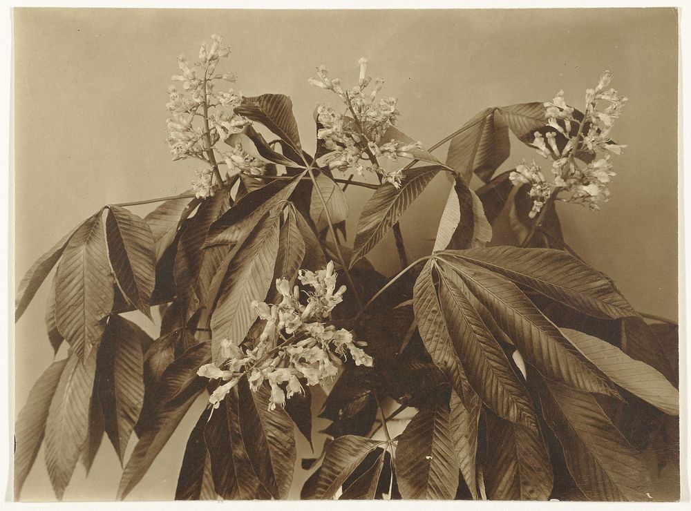 Tak van een kastanjeboom (c. | Free Photo - rawpixel