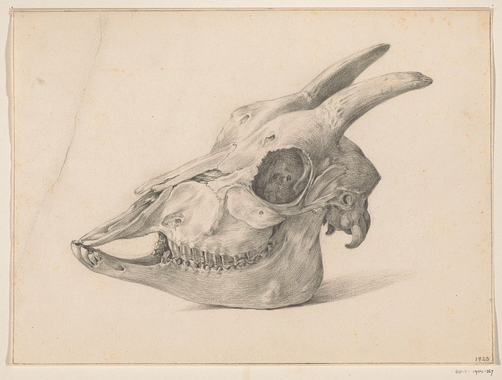 Schedel van een geit (1823) | Free Photo Illustration - rawpixel