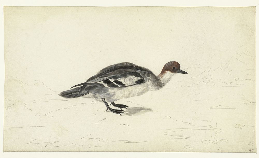 Tafeleend (1600 - 1699) anonymous | Free Photo Illustration - rawpixel