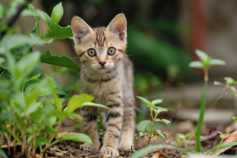 Kitten exploring animal mammal pet | Free Photo - rawpixel