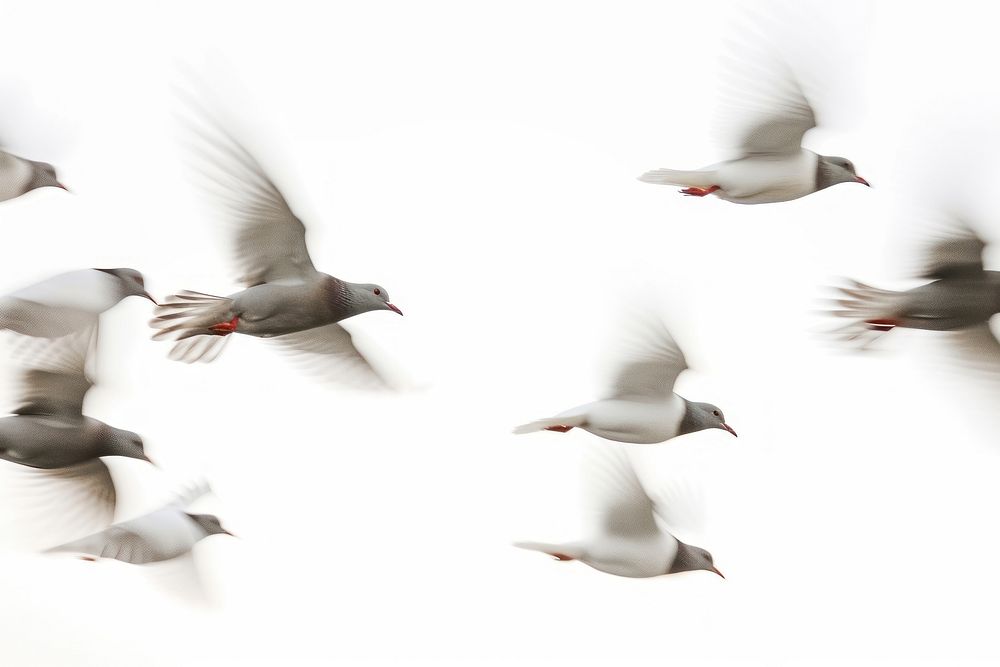 Birds flying border animal white | Premium Photo - rawpixel