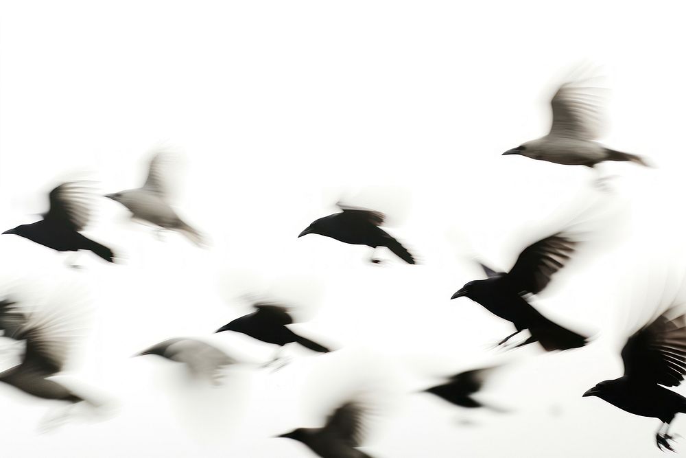 Flying crows border silhouette animal | Premium Photo - rawpixel