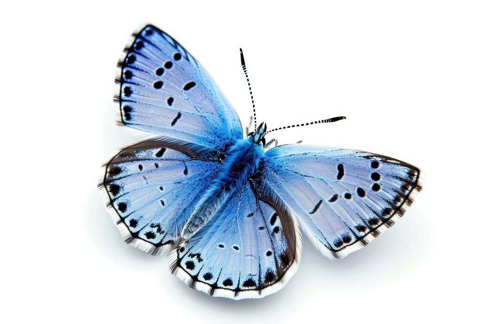 Spring azure butterfly animal insect | Free Photo - rawpixel