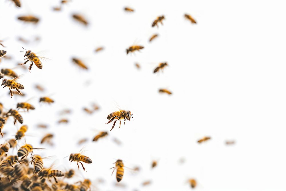 Flying bees border insect animal | Free Photo - rawpixel