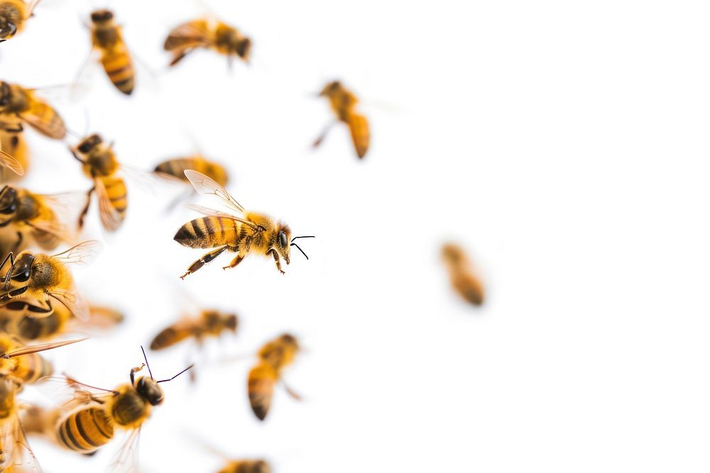 Flying bees border animal insect | Premium Photo - rawpixel