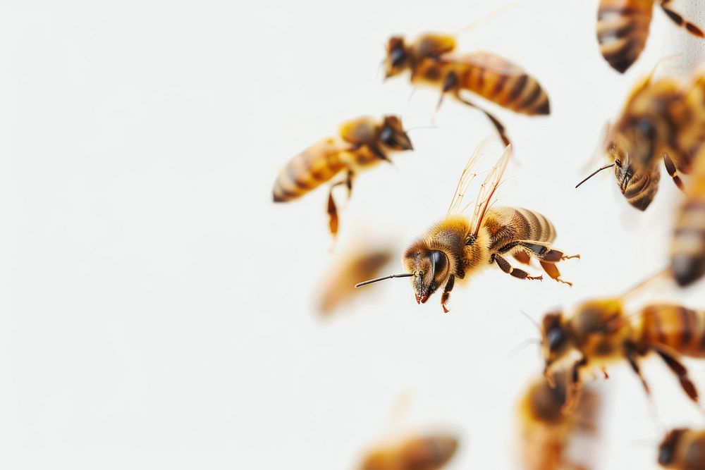 Flying bees border animal insect | Free Photo - rawpixel
