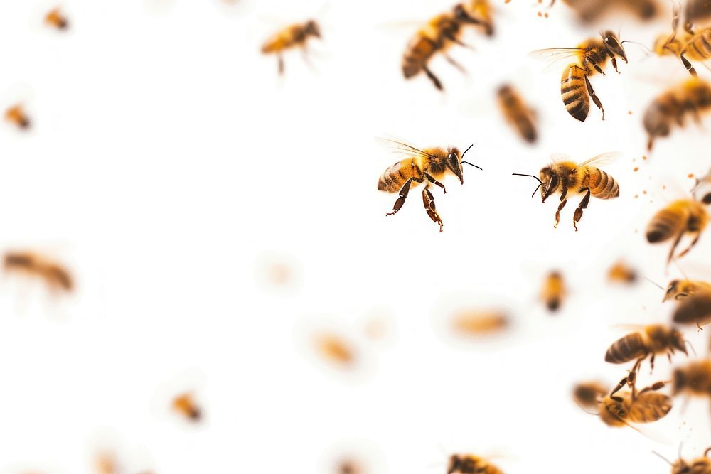 Flying bees border animal insect | Premium Photo - rawpixel