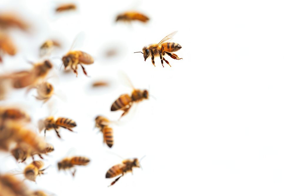 Flying bees border animal insect | Premium Photo - rawpixel