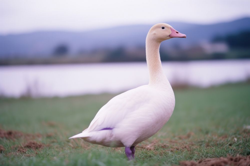 Goose animal bird anseriformes. | Premium Photo - rawpixel