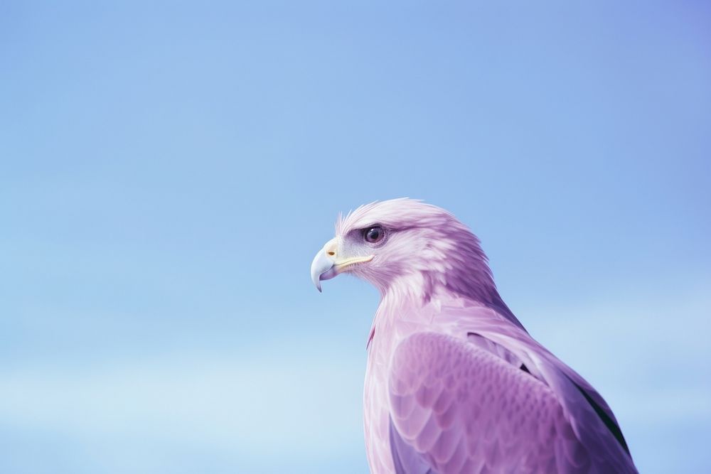 Hawk animal purple beak. | Free Photo - rawpixel