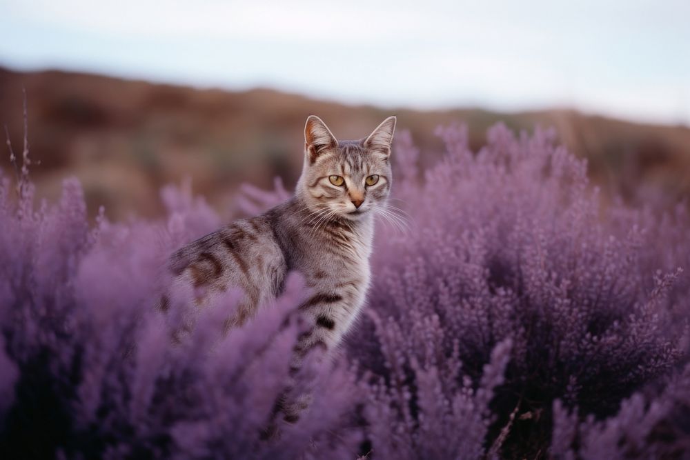 Lynx purple lavender animal | Free Photo - rawpixel