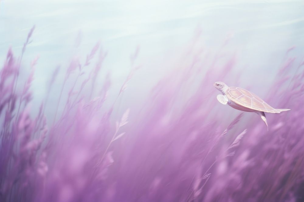 Sea turtle purple outdoors nature. | Free Photo - rawpixel