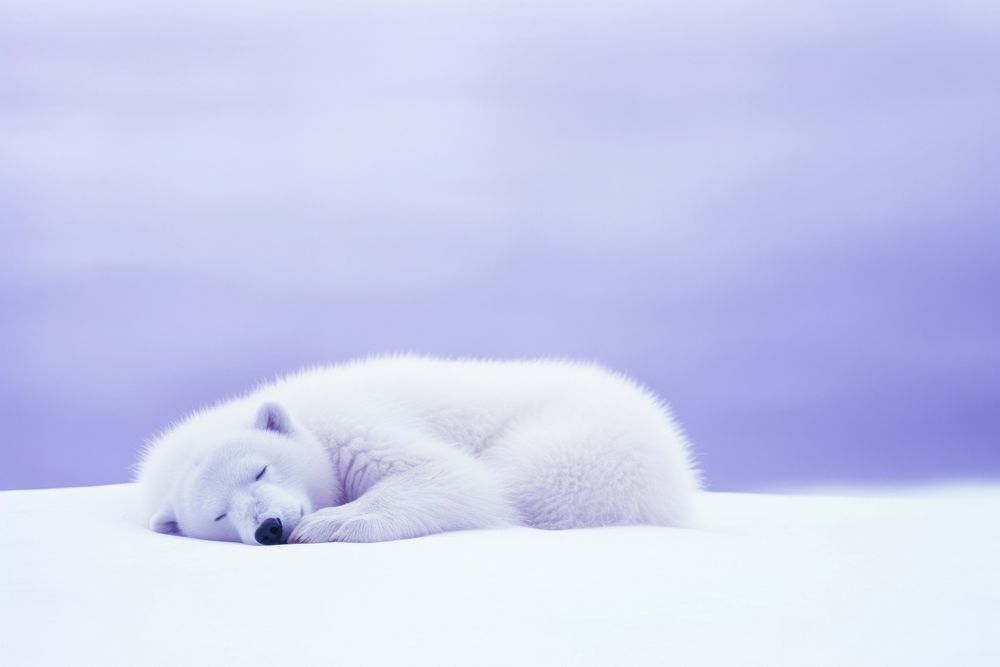 Polar bear sleeping wildlife animal | Free Photo - rawpixel