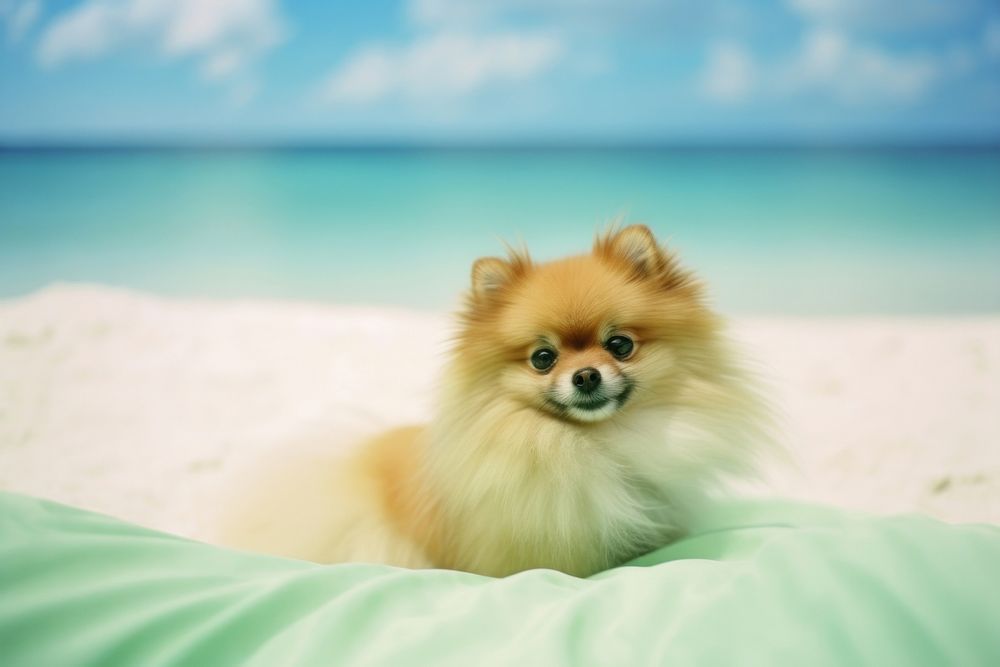 Pomeranian pomeranian mammal animal. | Free Photo - rawpixel
