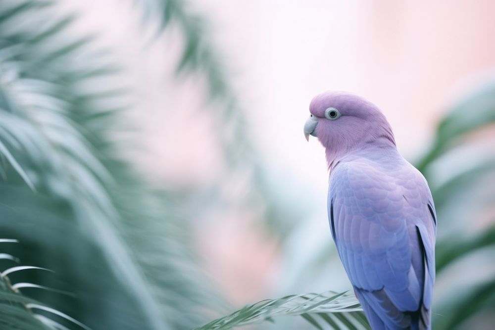 Parrot animal purple bird. | Free Photo - rawpixel