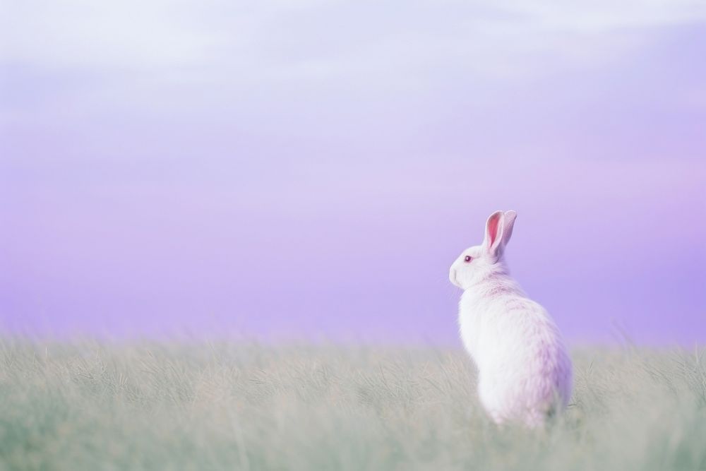 Rabbit animal mammal rodent. | Free Photo - rawpixel