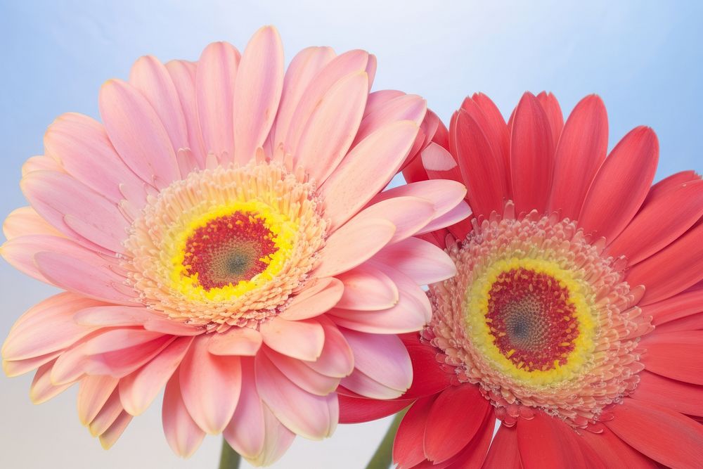 Gerberas Floral Photography flower petal | Premium Photo - rawpixel