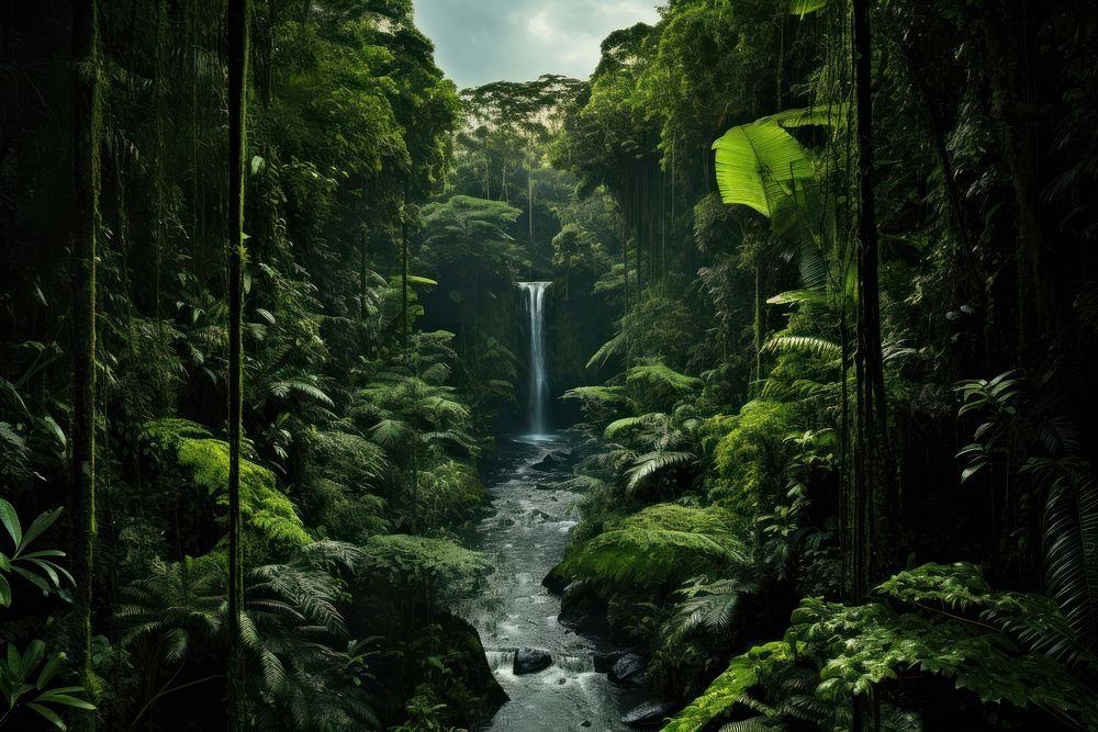 Rain forest vegetation outdoors woodland | Free Photo - rawpixel