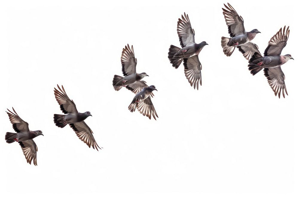 Flying birds formation pigeons many | Free Photo - rawpixel