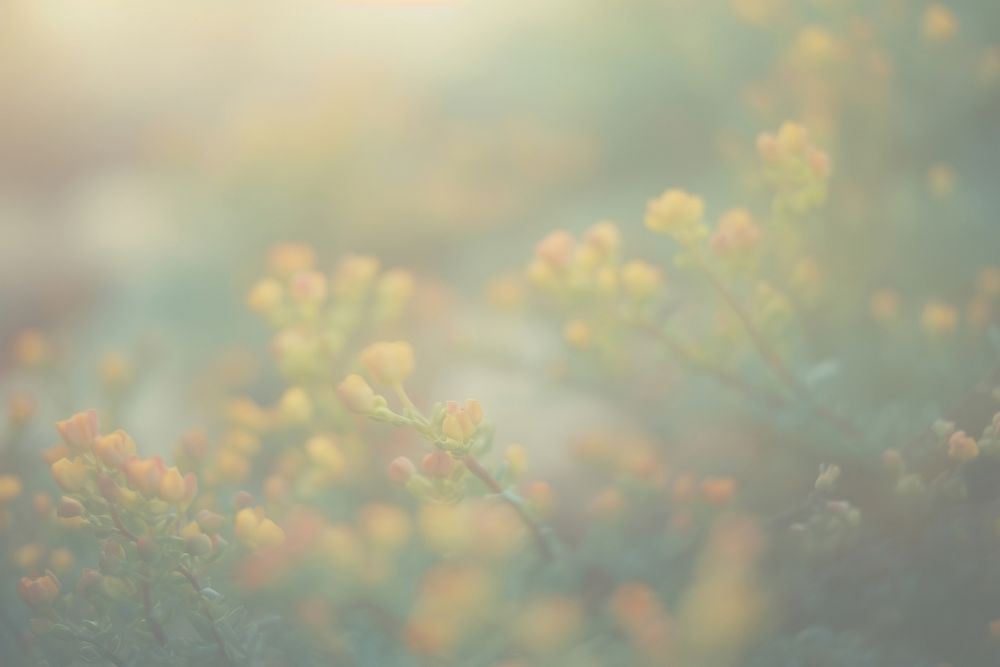 Dreamy pastel peaceful flower garden | Premium Photo - rawpixel