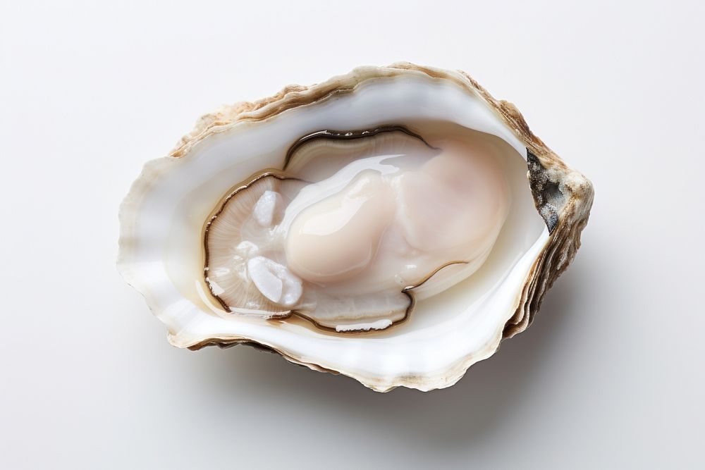 Oyster shell invertebrate freshness shellfish. | Premium Photo - rawpixel