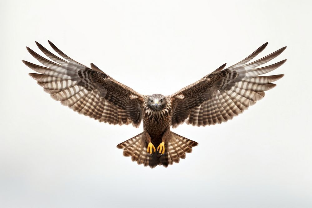 Flying nighthawk buzzard vulture animal | Free Photo - rawpixel