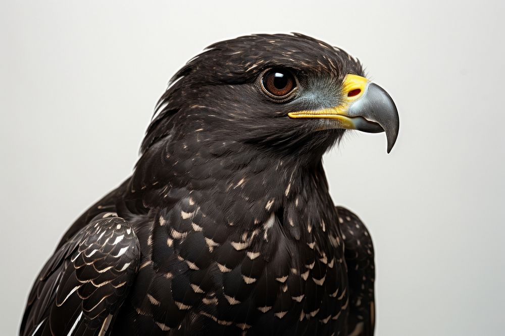 Nighthawk buzzard animal beak. | Premium Photo - rawpixel