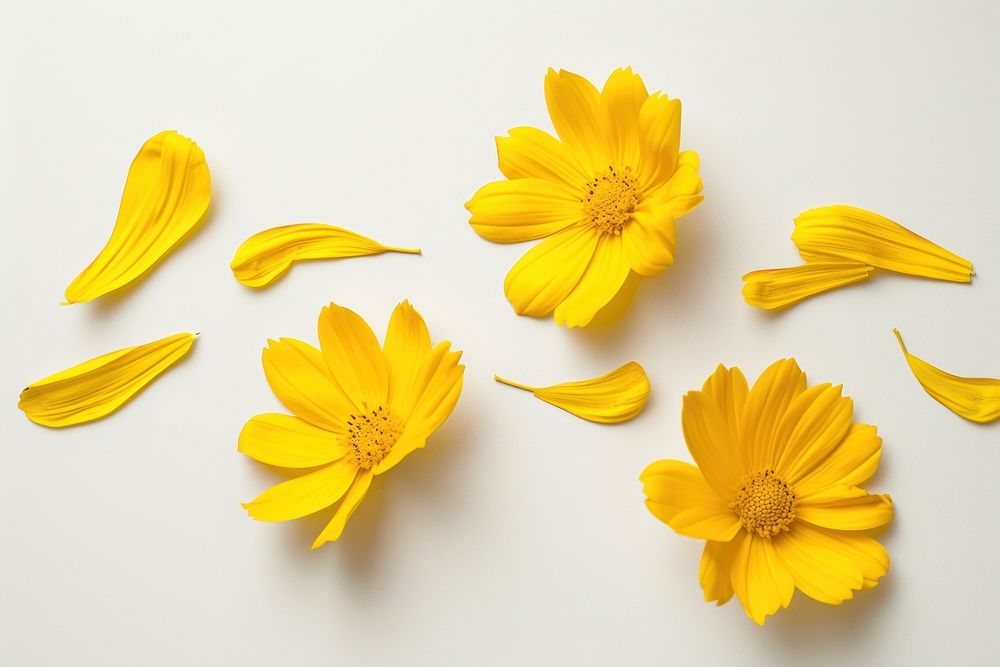 Yellow flowers petals plant inflorescence | Premium Photo - rawpixel