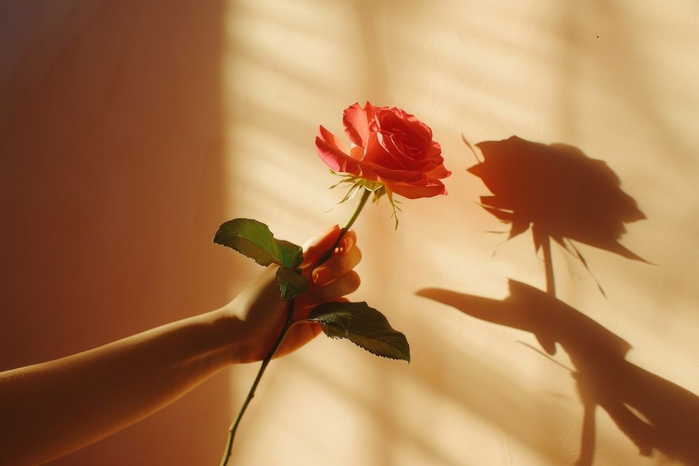 Hand holding rose flower shadow | Free Photo - rawpixel