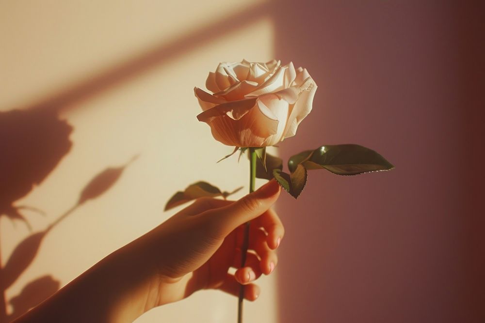Hand holding rose flower shadow | Premium Photo - rawpixel