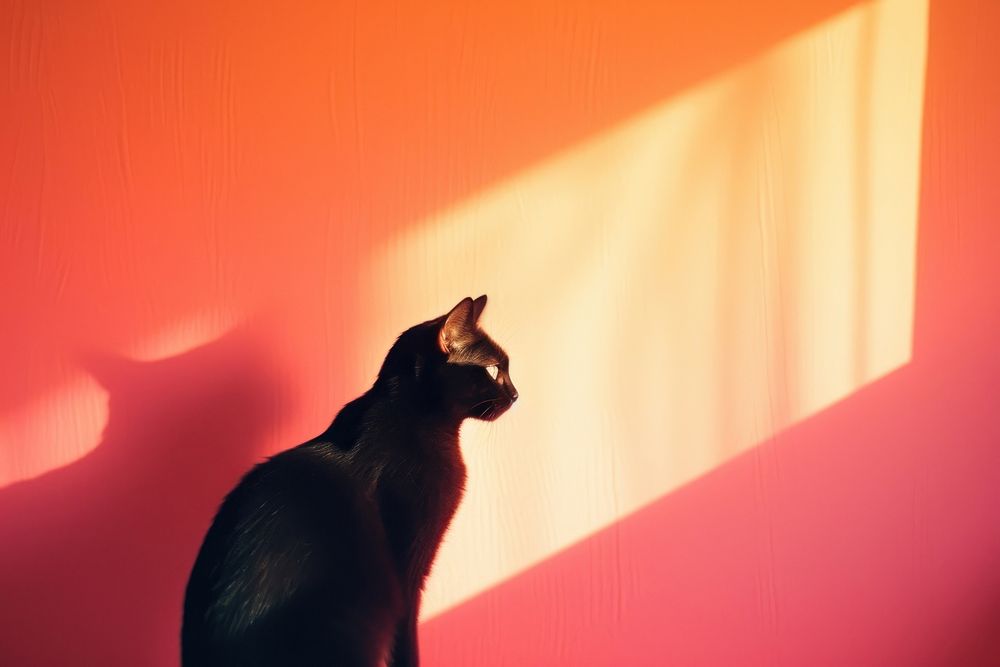 Mammal animal shadow pet. | Premium Photo - rawpixel