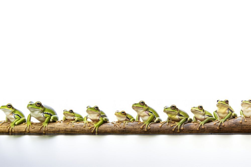 Frog line horizontal border frog | Free Photo Illustration - rawpixel